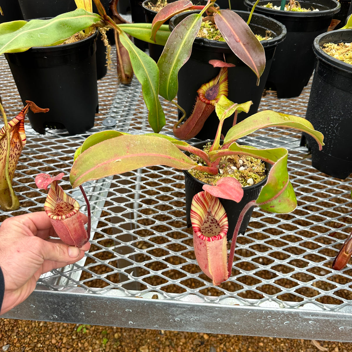 Nepenthes (LVBxVMV) x {[(Lowii x veitchii) x boschiana] x burbidgeae} - Redleaf Exotics ...