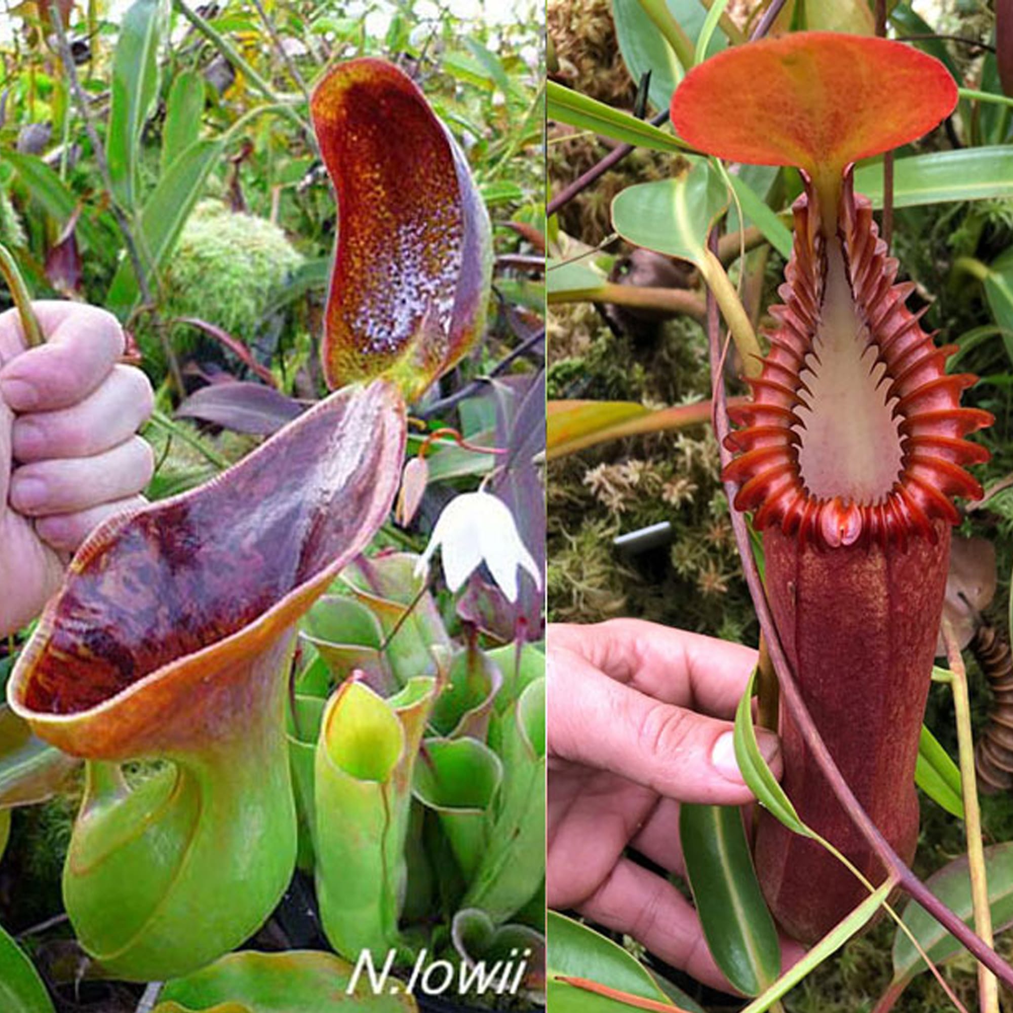 Nepenthes Lowii